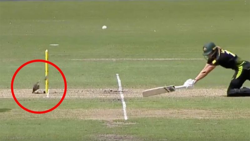 WATCH- Meg Lanning saved from a runout by the stump mic unit during tri ...
